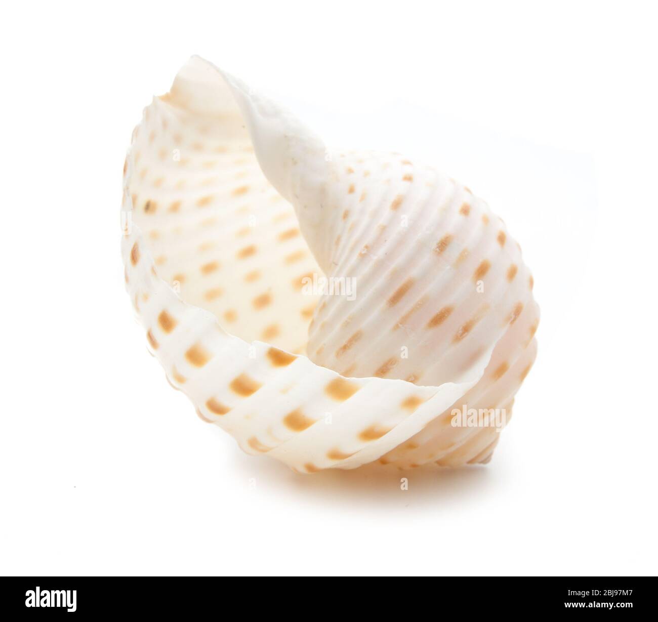 sea shell isolated on white background Stock Photo - Alamy