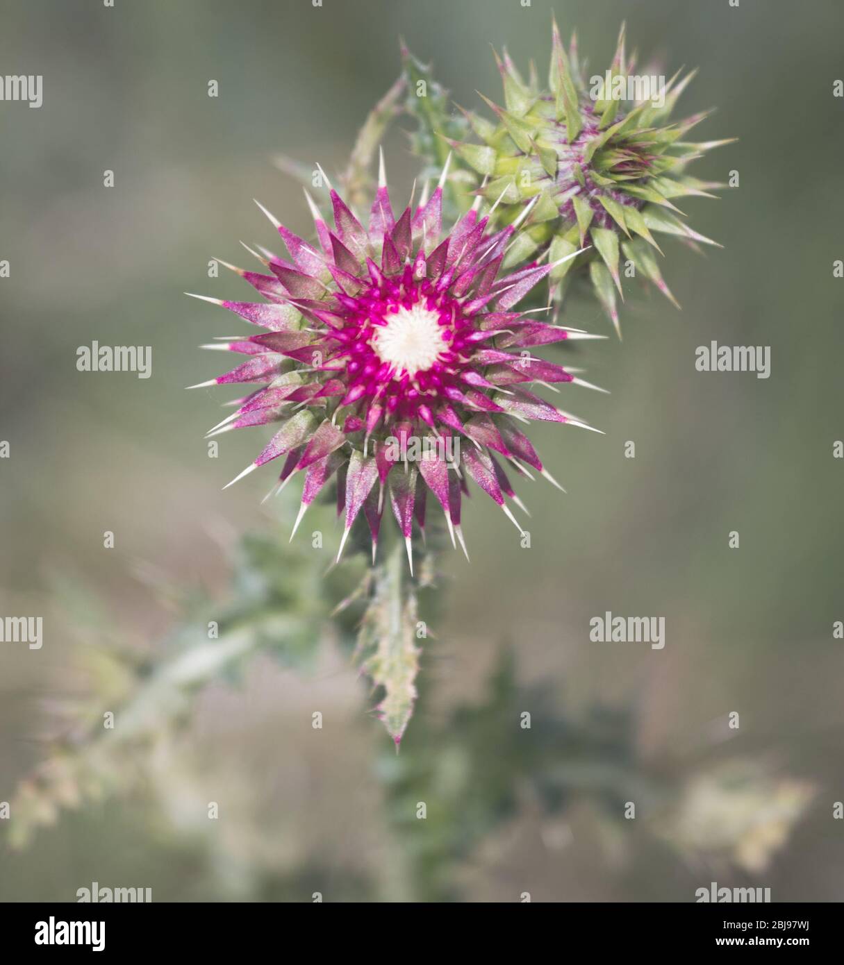 Sharp wild plant Carduus nutans, common names musk thistle, nodding ...