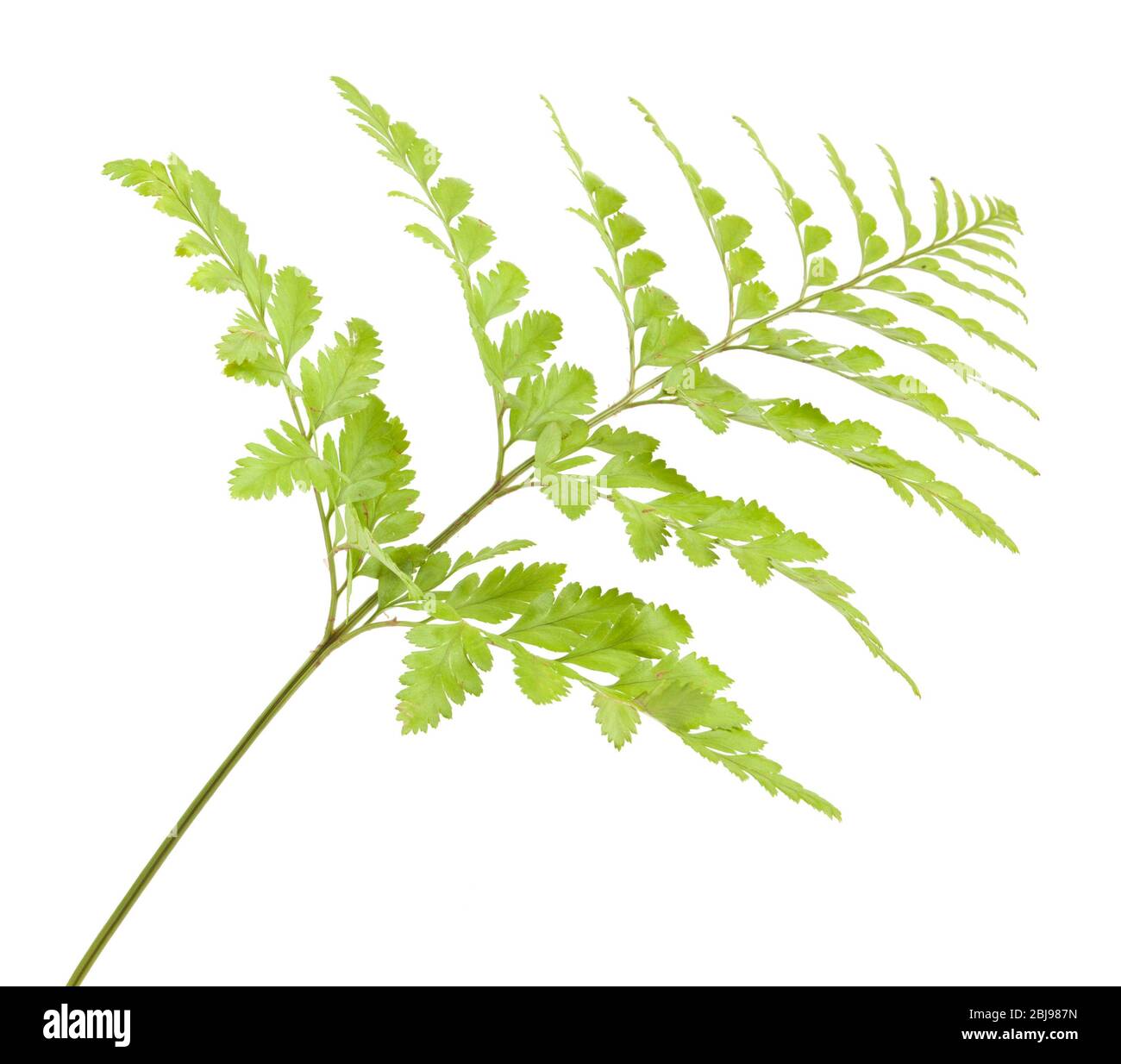 fern isolated on white background Stock Photo - Alamy