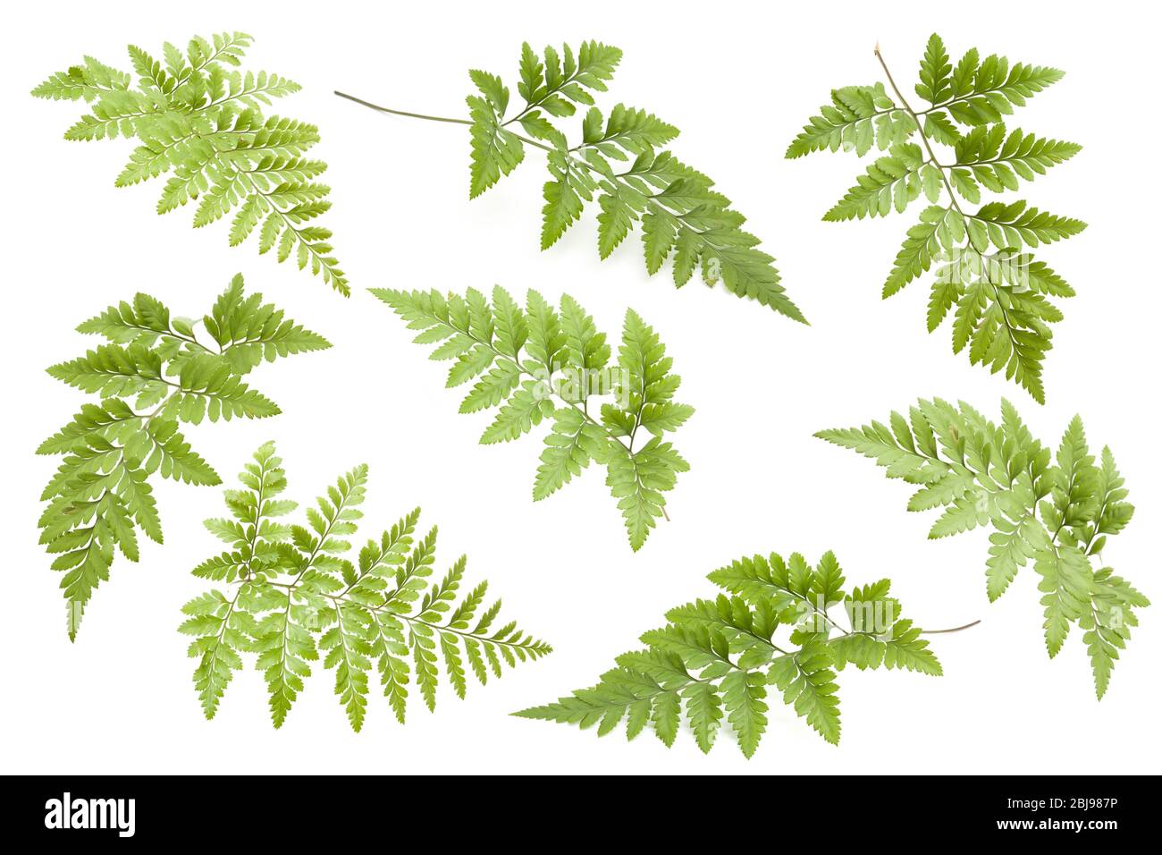 Top of tree fern Cut Out Stock Images & Pictures - Alamy
