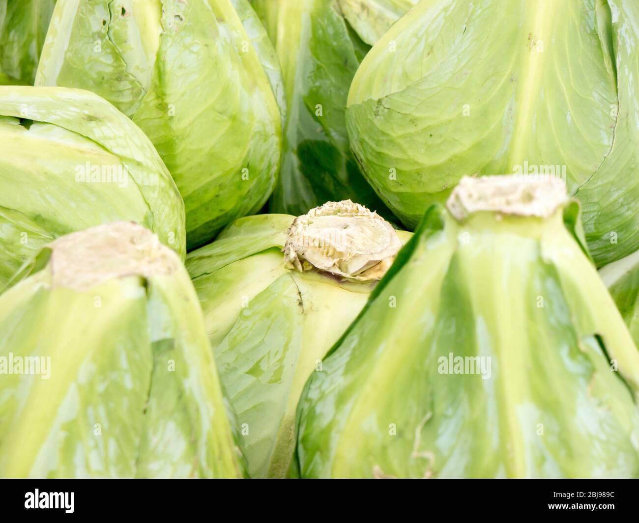 Heads of Cabbages background and texture Stock Photo - Alamy