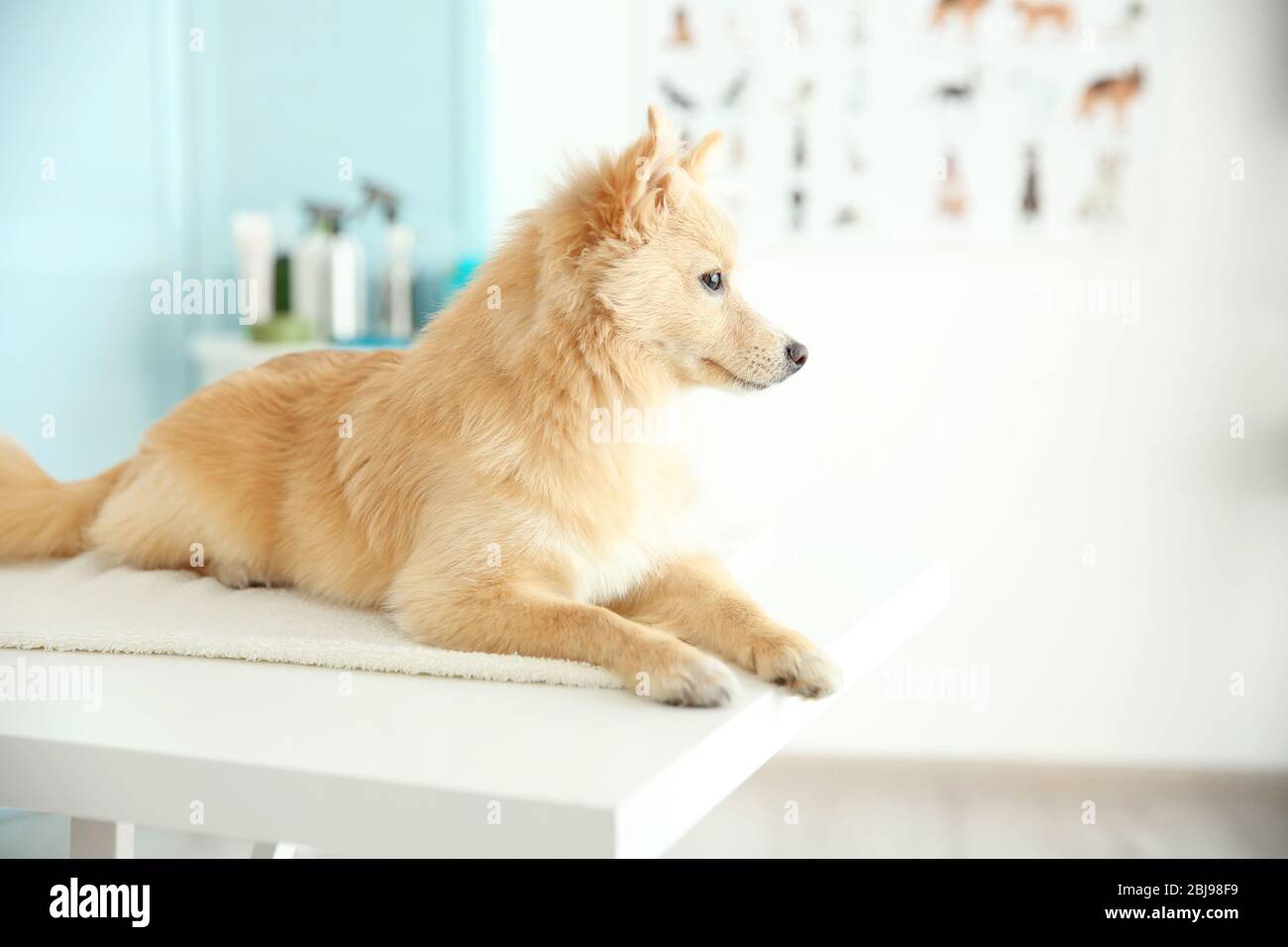 Cute dog Spitz at groomer salon Stock Photo - Alamy