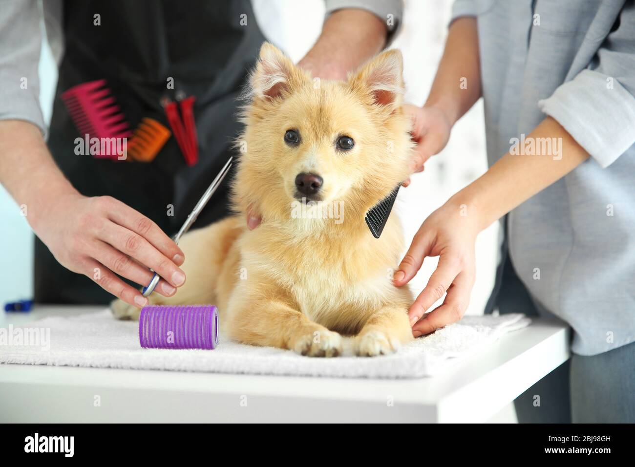 Cute dog Spitz at groomer salon Stock Photo - Alamy
