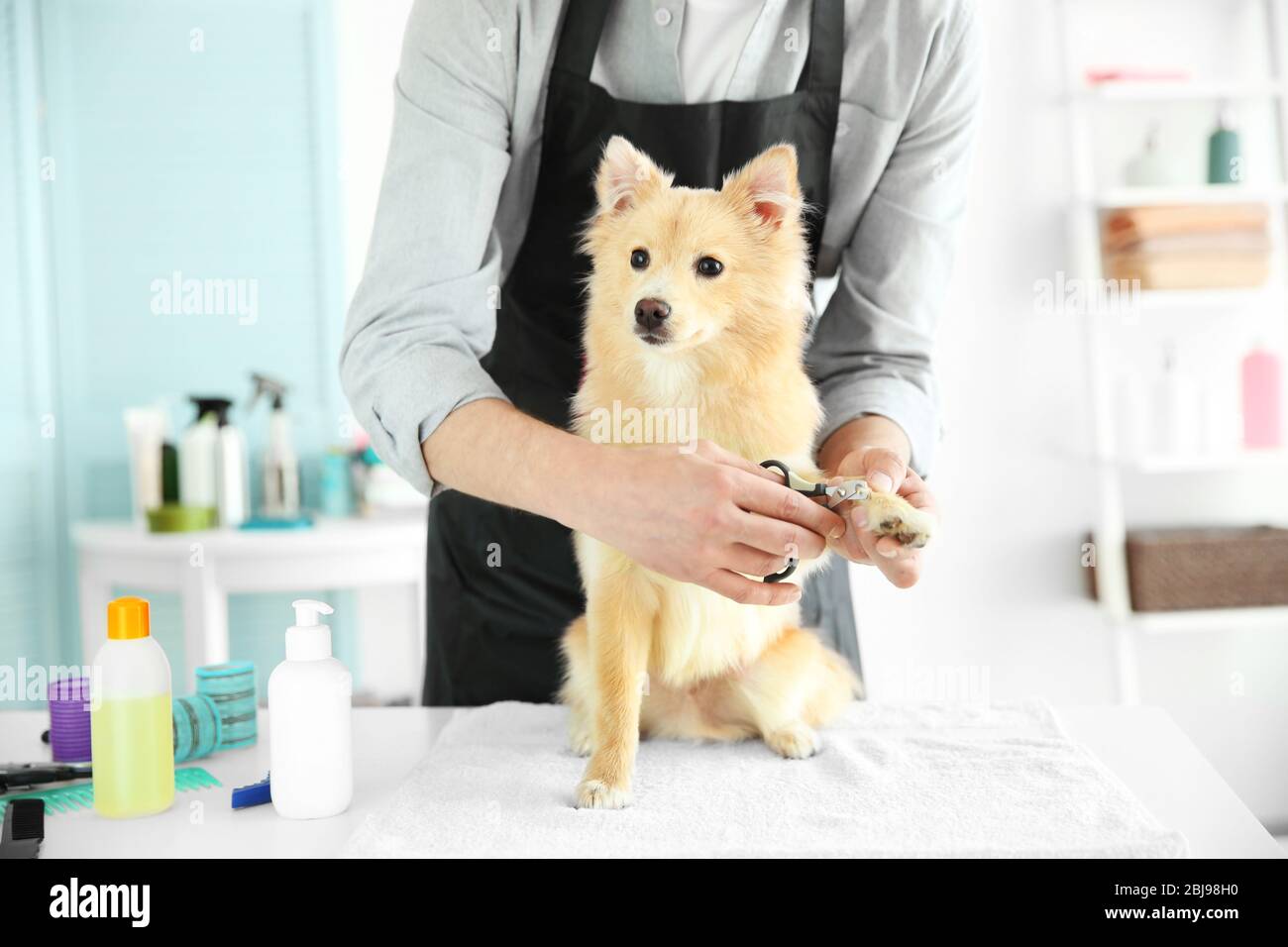 Cute dog Spitz at groomer salon Stock Photo - Alamy