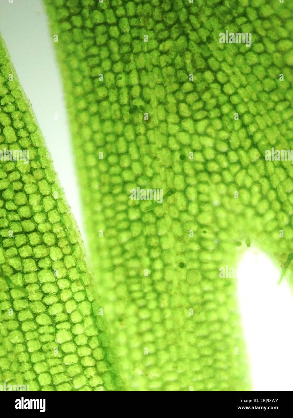 Beautiful zoom microorganism algae cell Stock Photo - Alamy