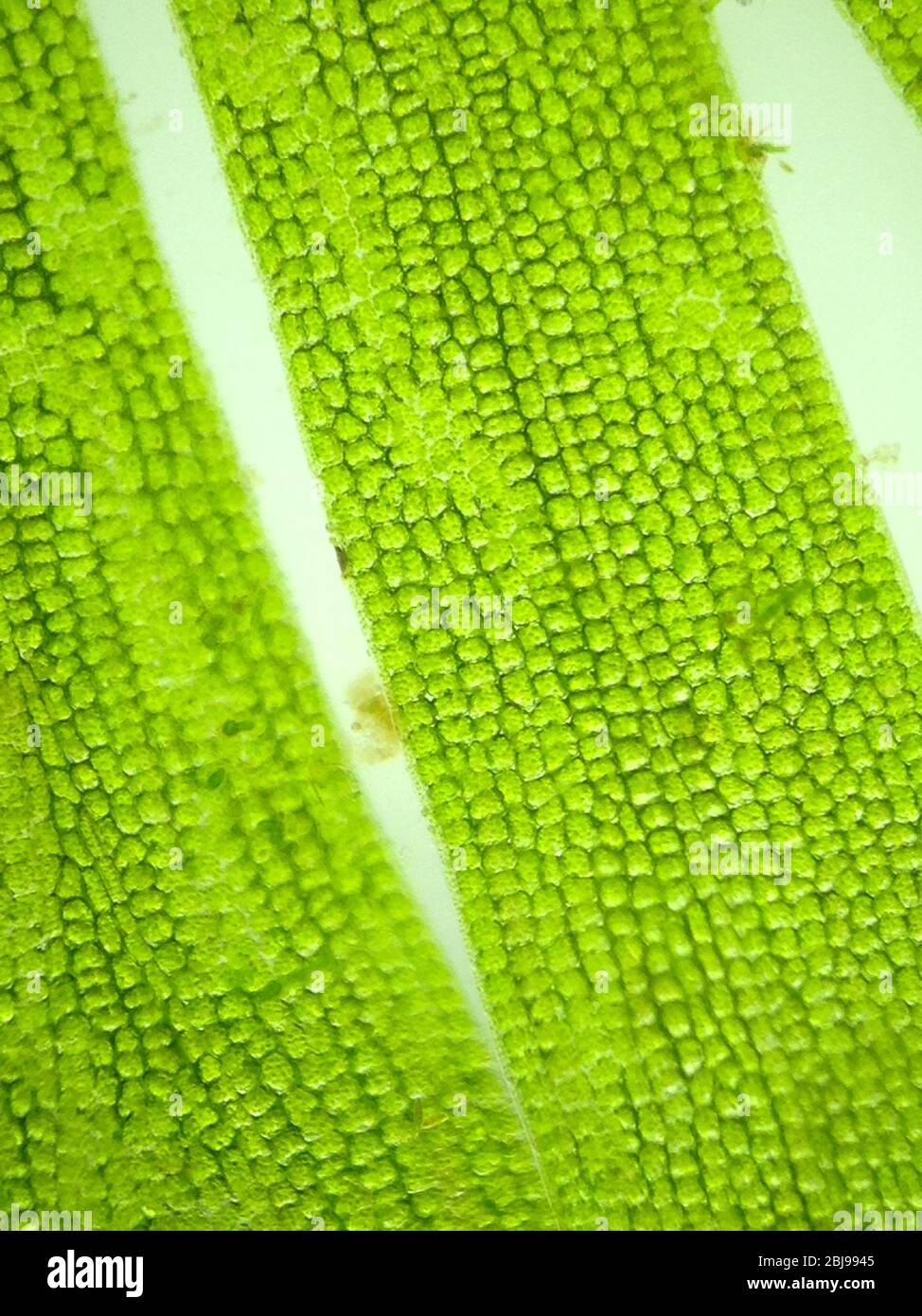 Zoom cell hi-res stock photography and images - Alamy