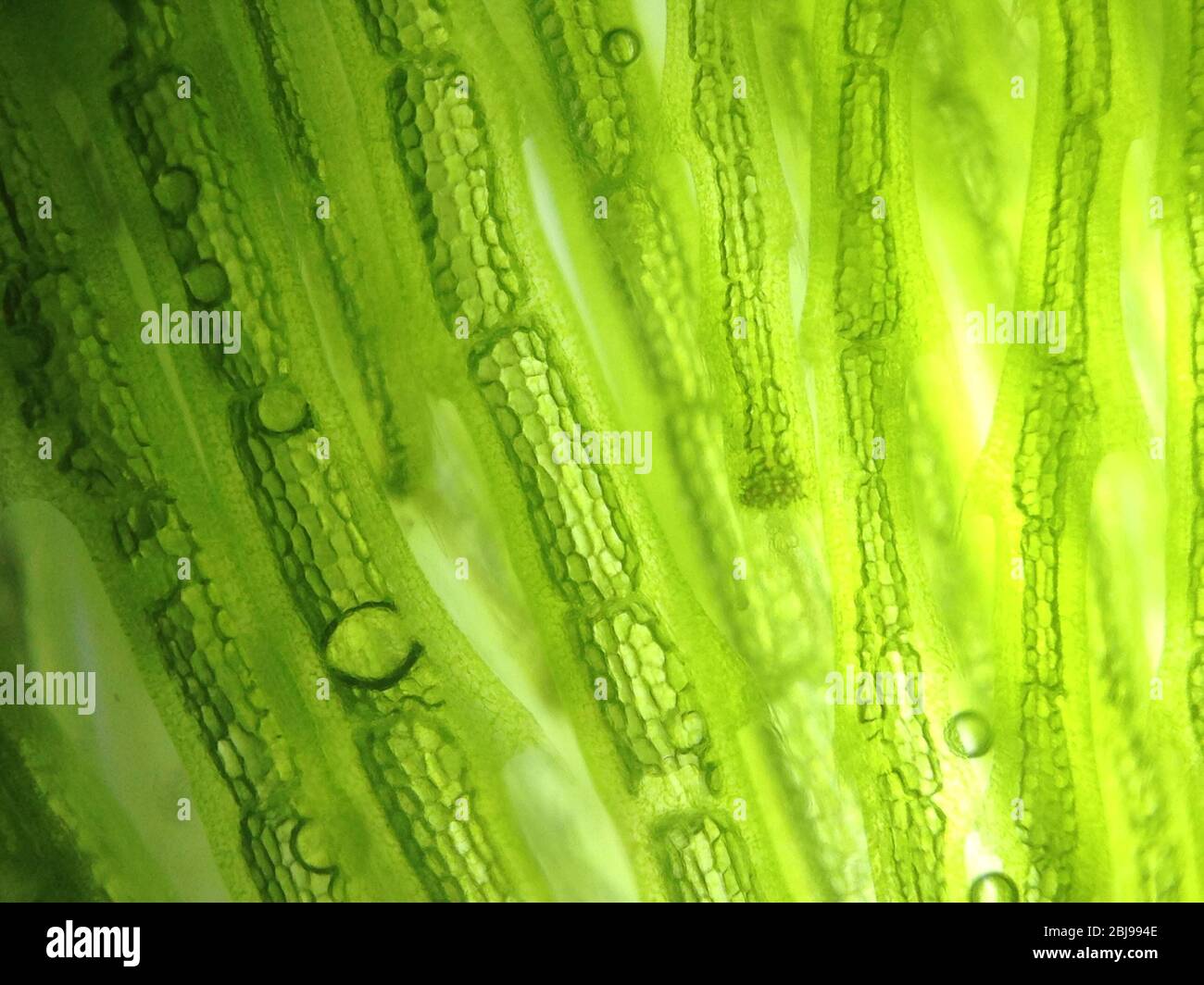 Beautiful cell zoom microorganism hi-res stock photography and images ...
