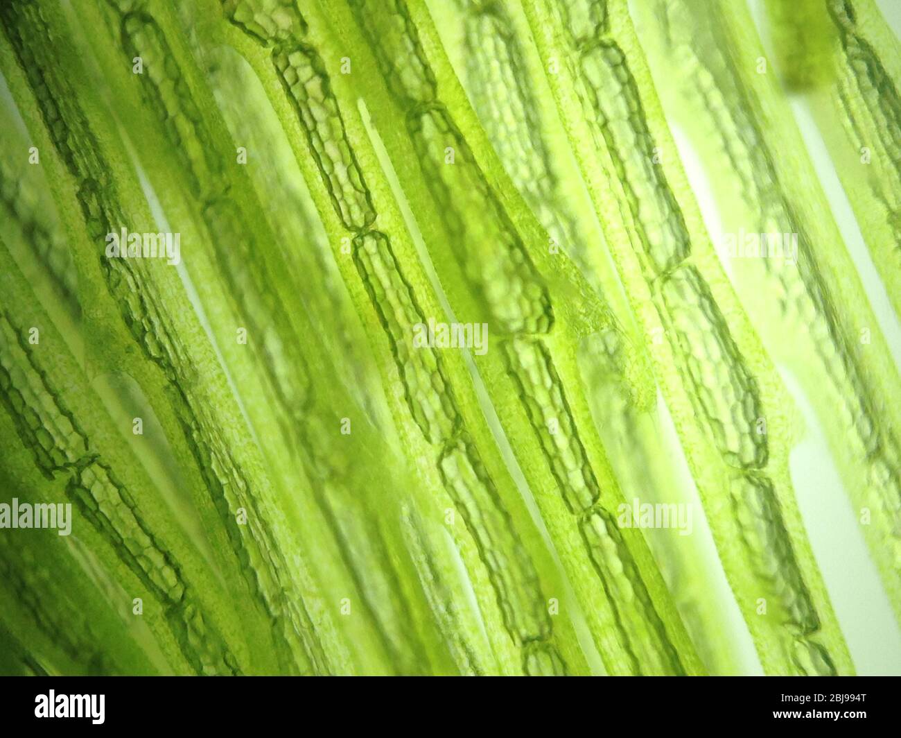 Beautiful cell zoom microorganism hi-res stock photography and images ...