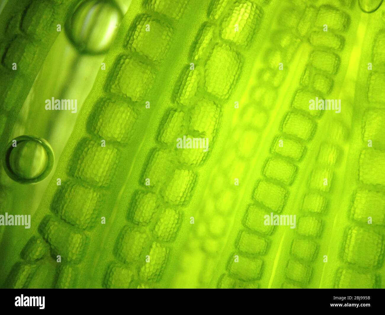 Beautiful zoom microorganism algae cell Stock Photo - Alamy