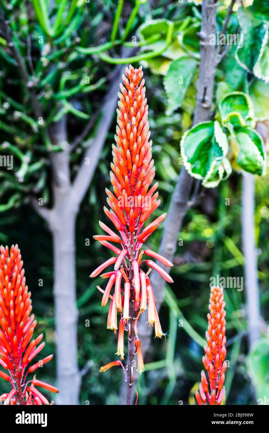 The Aloe plant is known for its medical properties, but not everyone ...