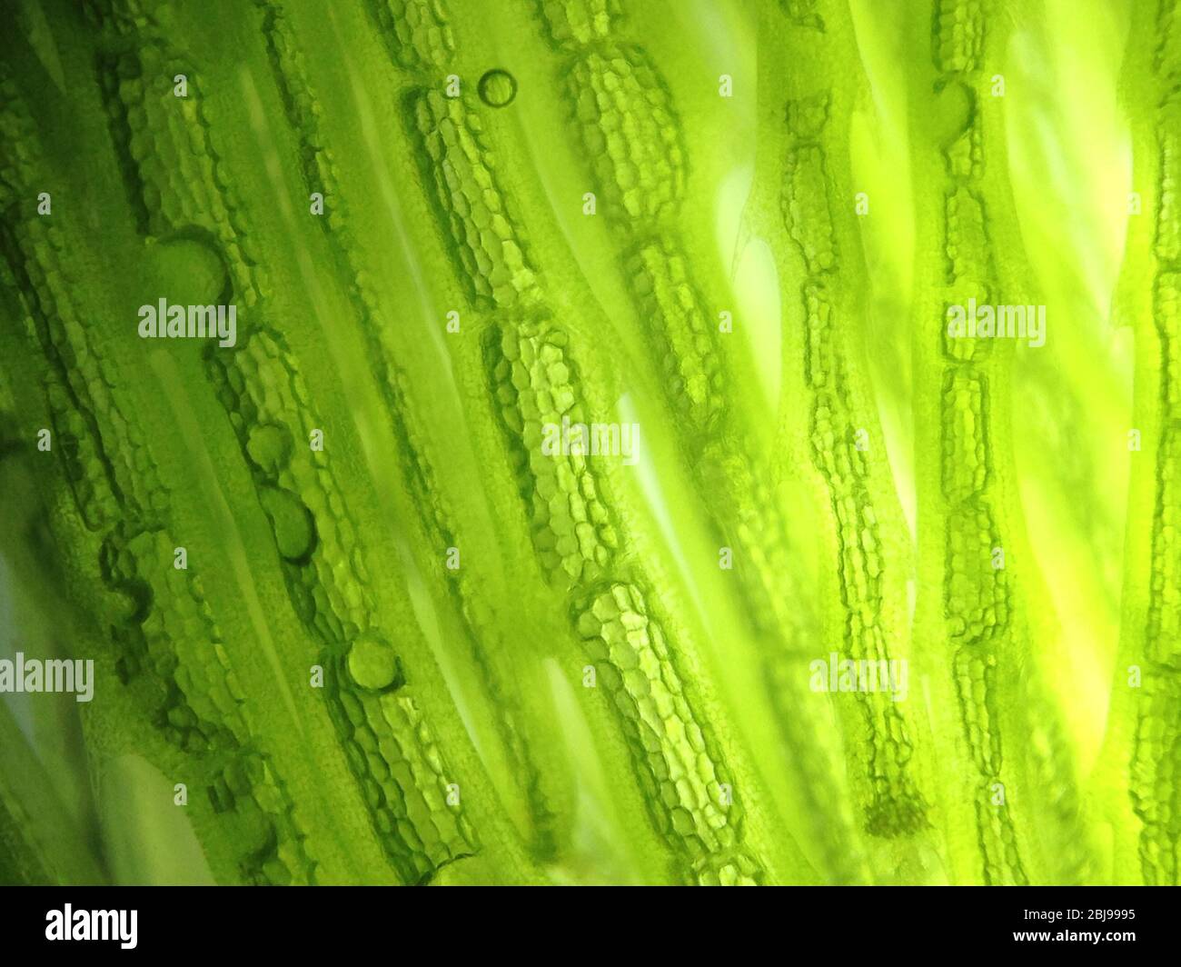 Beautiful zoom microorganism algae cell Stock Photo - Alamy