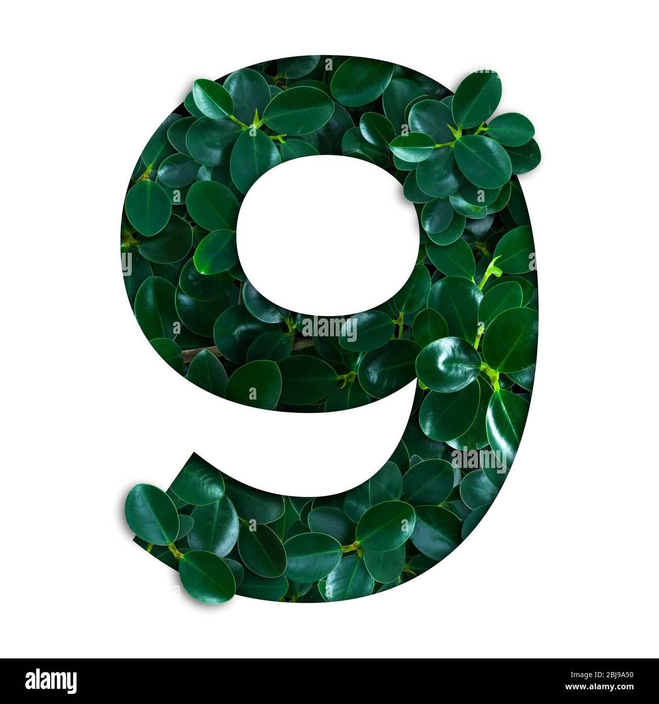 Nature concept alphabet of green leaves in number nine shape Stock ...