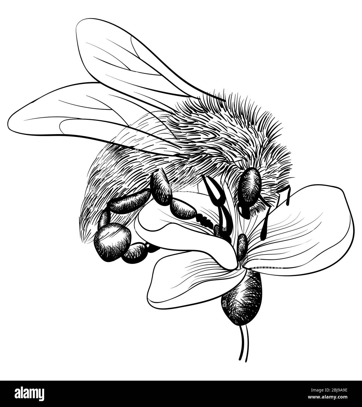 Uncoloured Drawing Flower And Bee