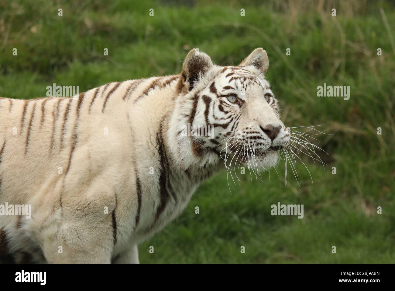Majestic and powerful white captive tiger lying in the grass Stock ...