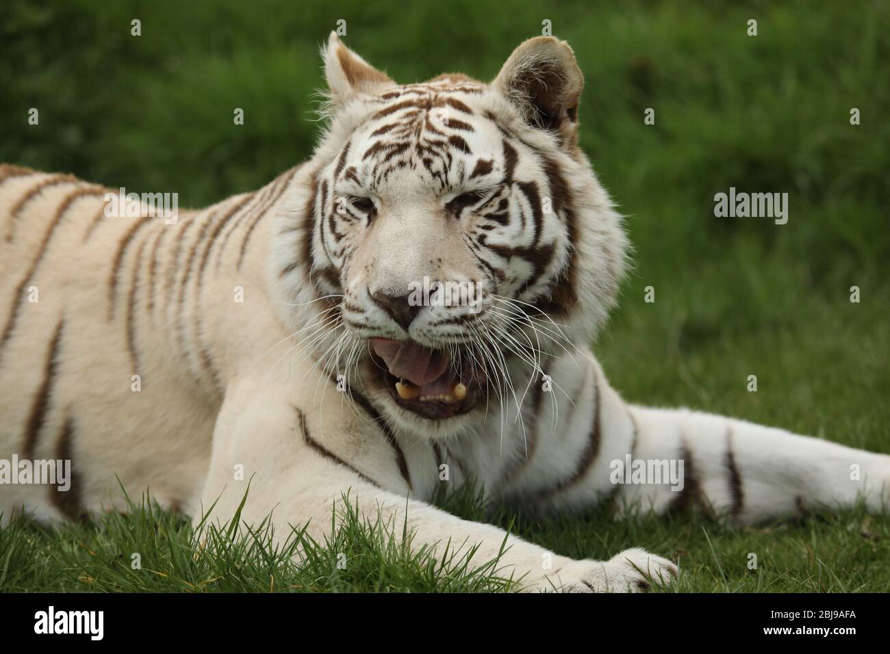 Majestic and powerful white captive tiger lying in the grass Stock ...