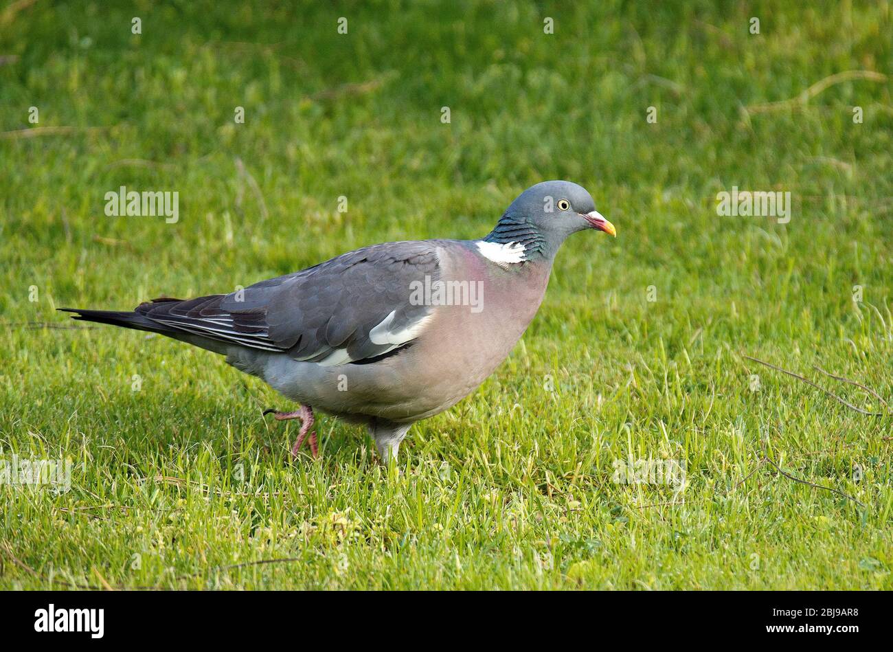Wood pigeon bird Stock Photo - Alamy