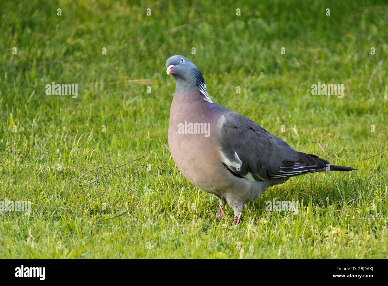 Wood pigeon bird Stock Photo - Alamy