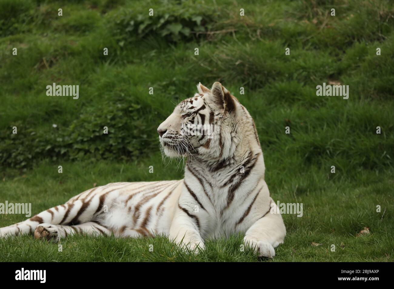 Majestic and powerful white captive tiger lying in the grass Stock ...