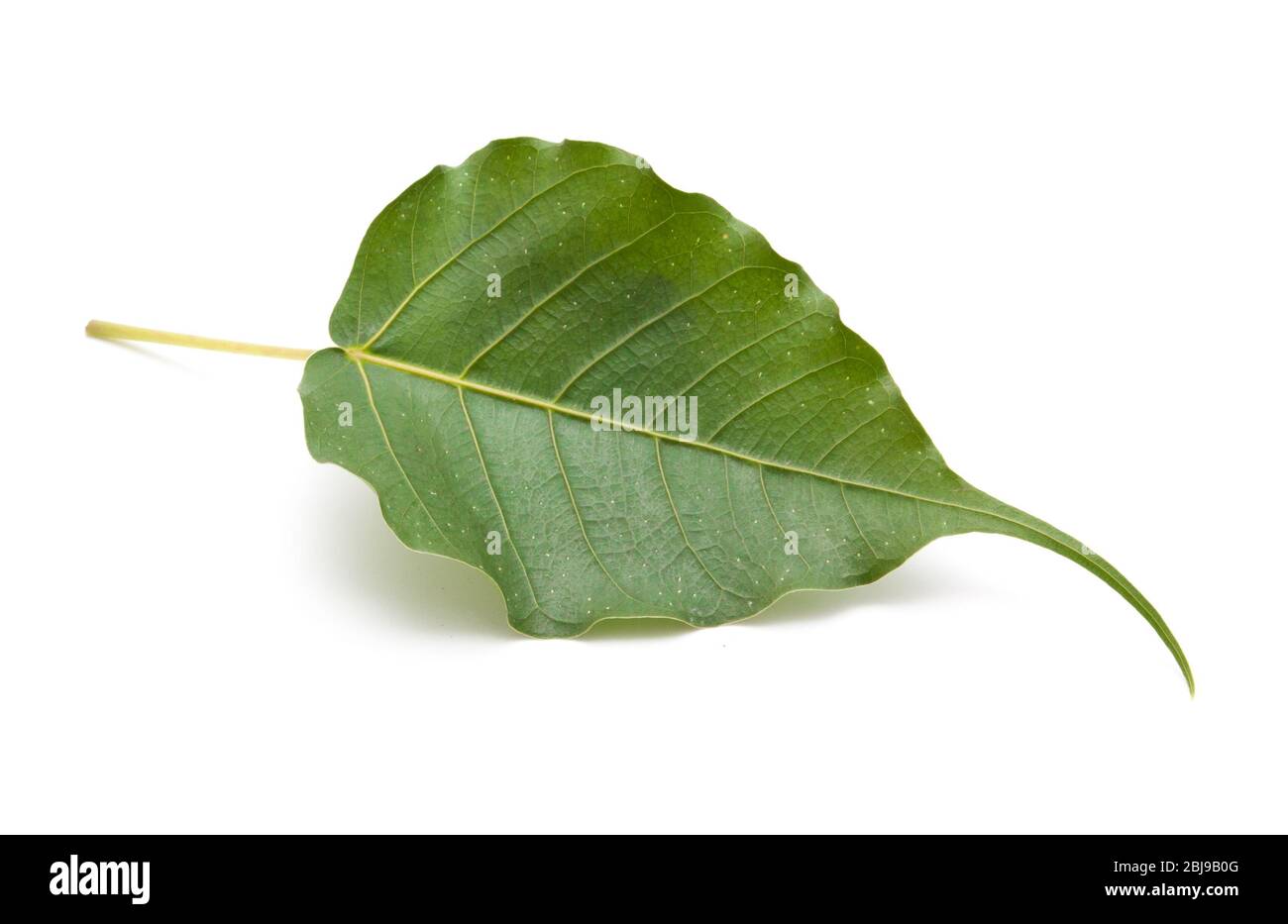 Bo leaf isolated on white Stock Photo - Alamy
