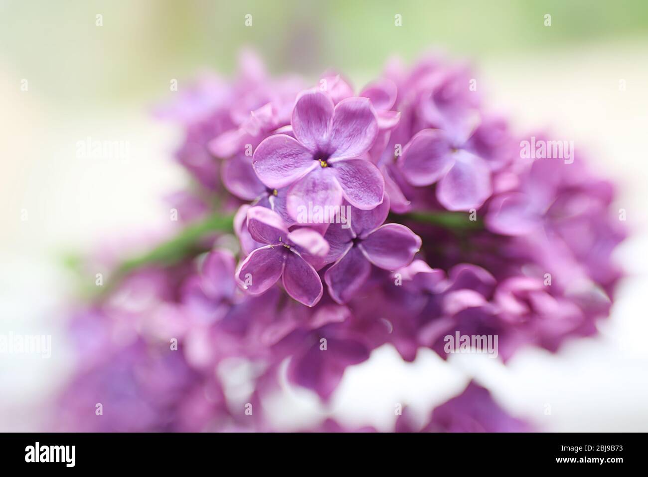 Branches of fresh lilac, closeup Stock Photo - Alamy