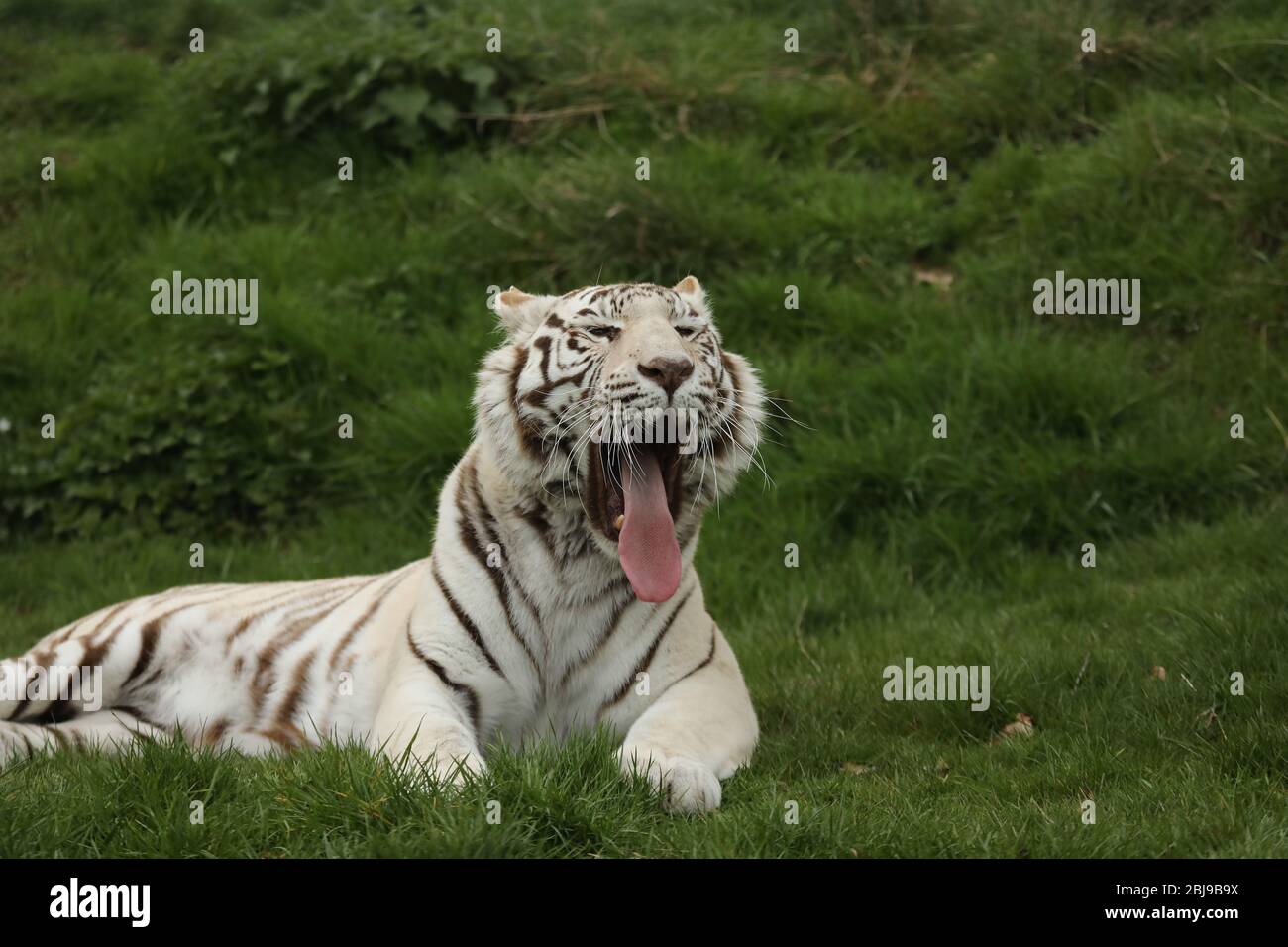 Majestic and powerful white captive tiger lying in the grass Stock ...