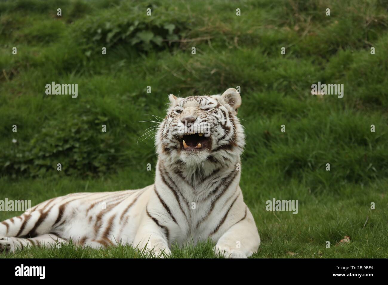 Majestic and powerful white captive tiger lying in the grass Stock Photo - Alamy