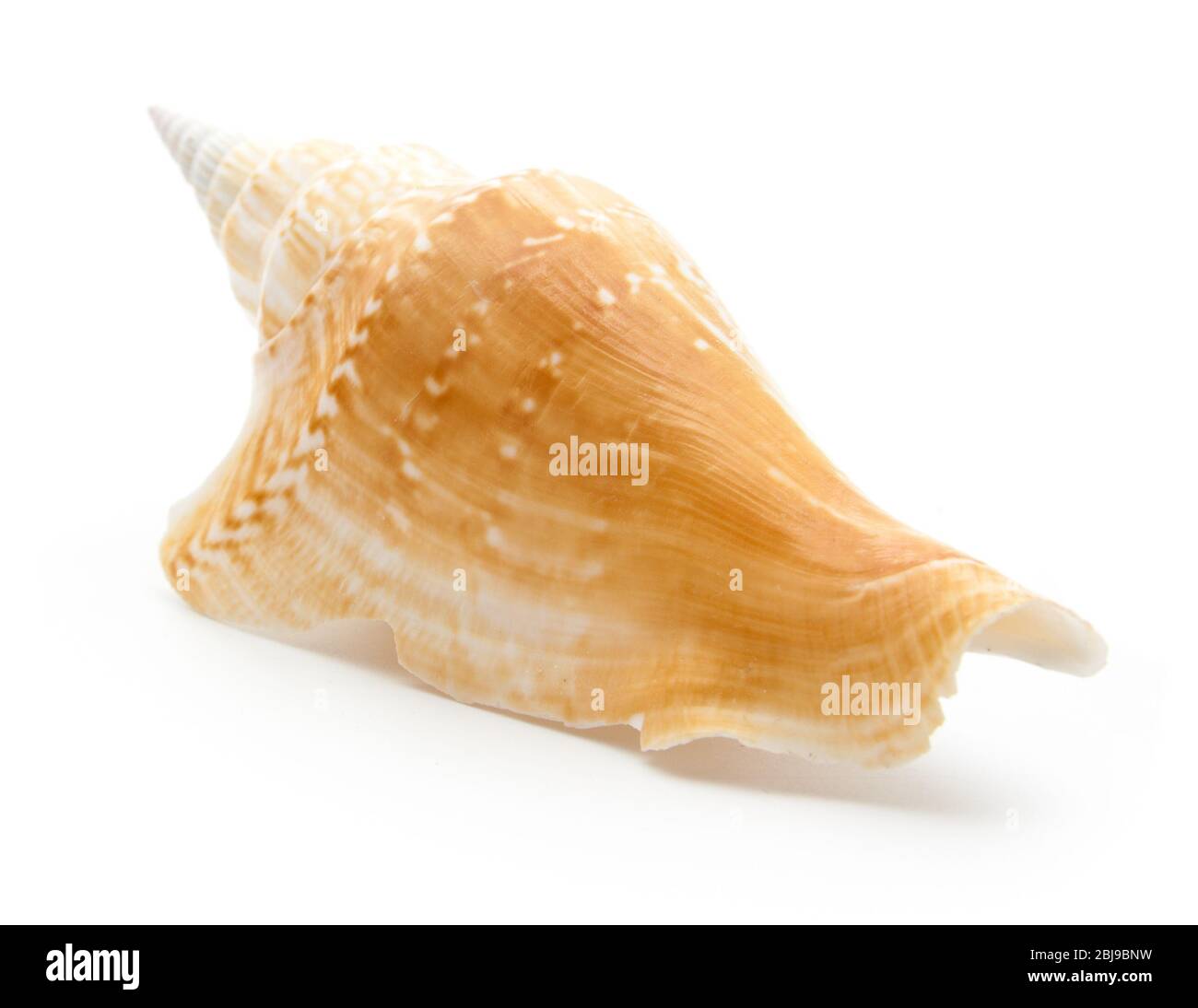 Collection sea shell isolated on white background Stock Photo - Alamy