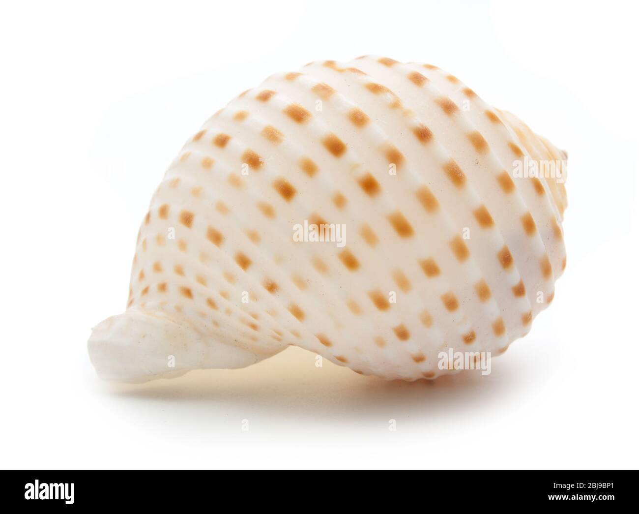 sea shell isolated on white background Stock Photo - Alamy