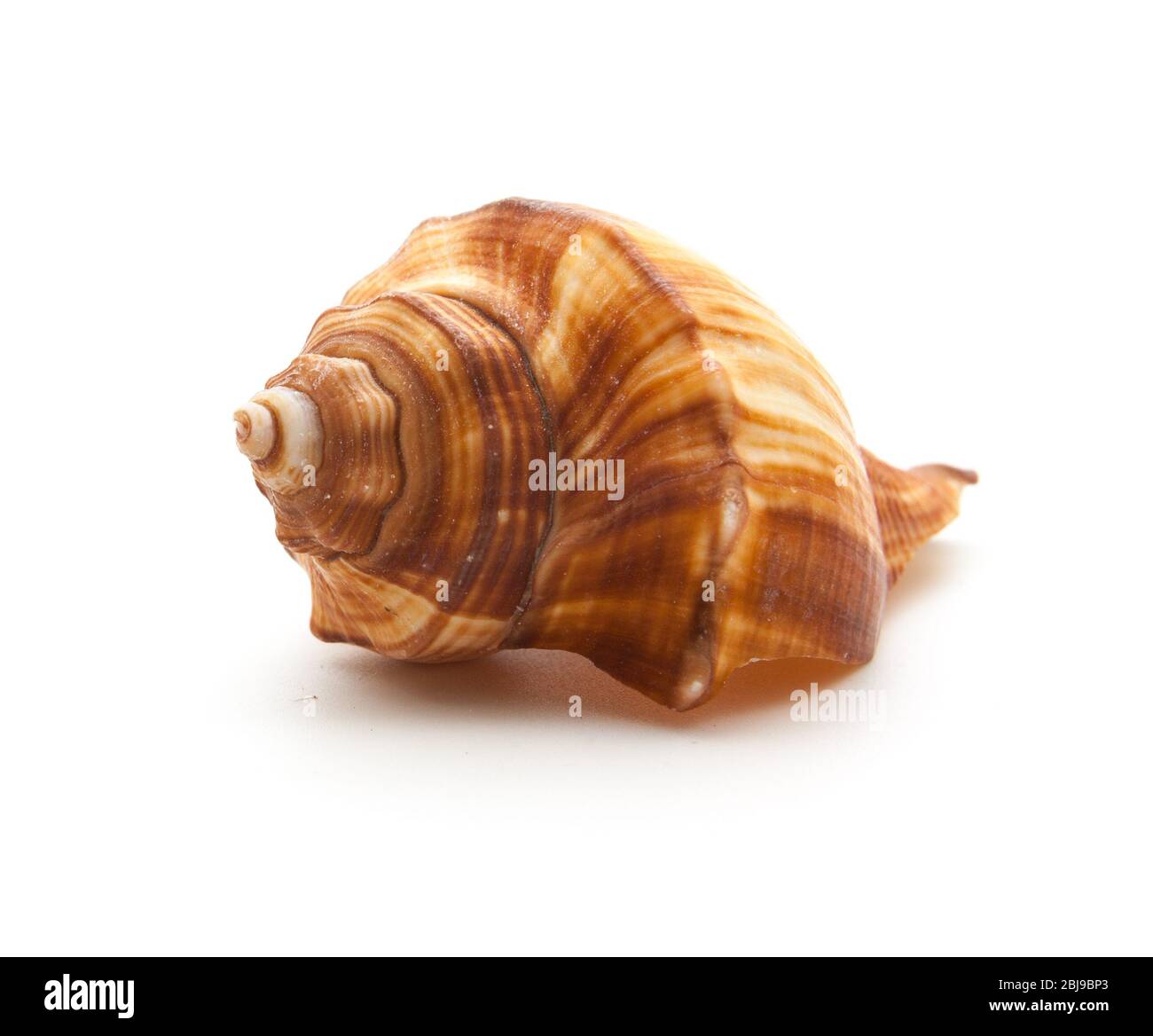 sea shell isolated on white background Stock Photo - Alamy