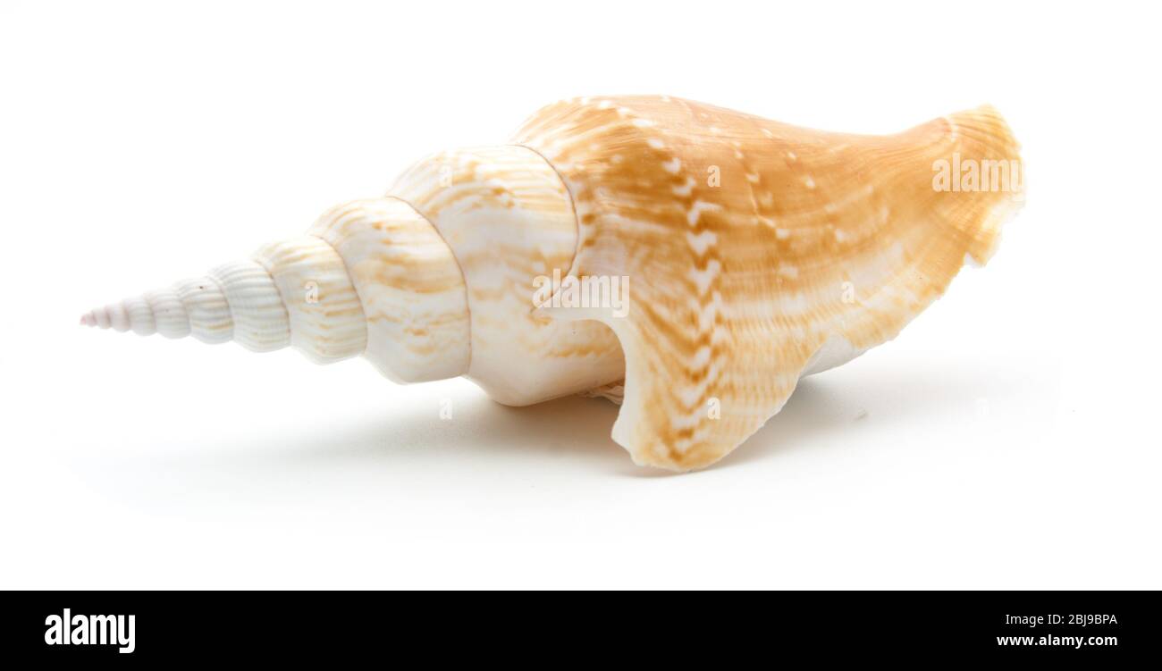Collection sea shell isolated on white background Stock Photo - Alamy
