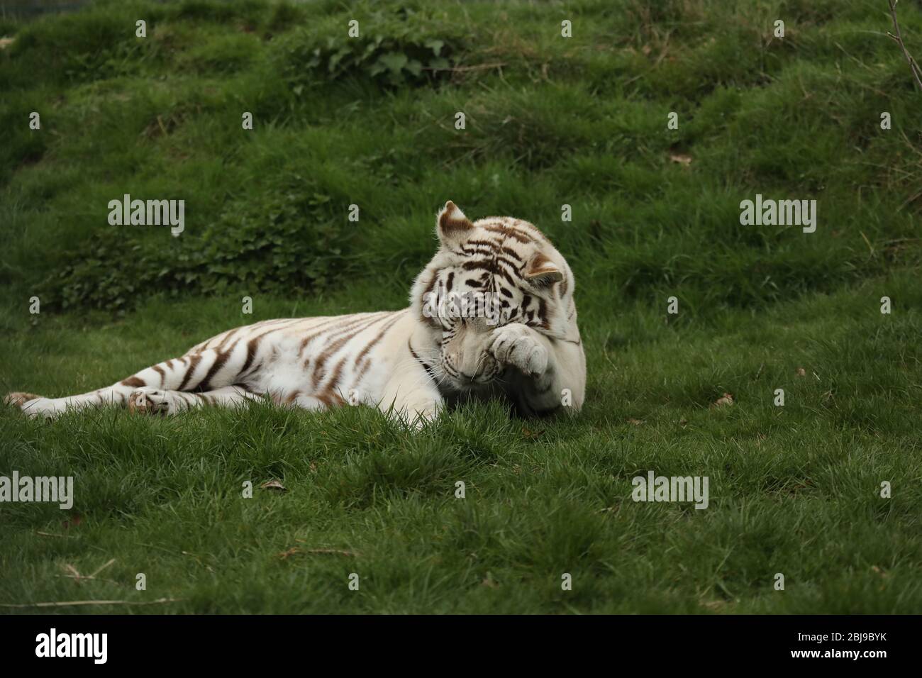 Majestic and powerful white captive tiger lying in the grass Stock ...