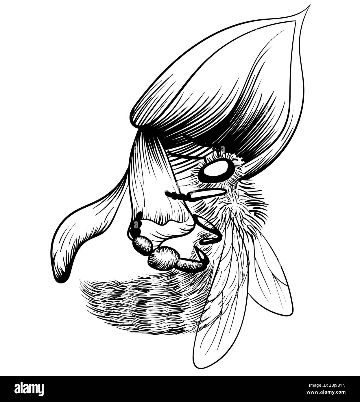 honey bee collecting pollen and nectar in flower. Isolated monochrome ...