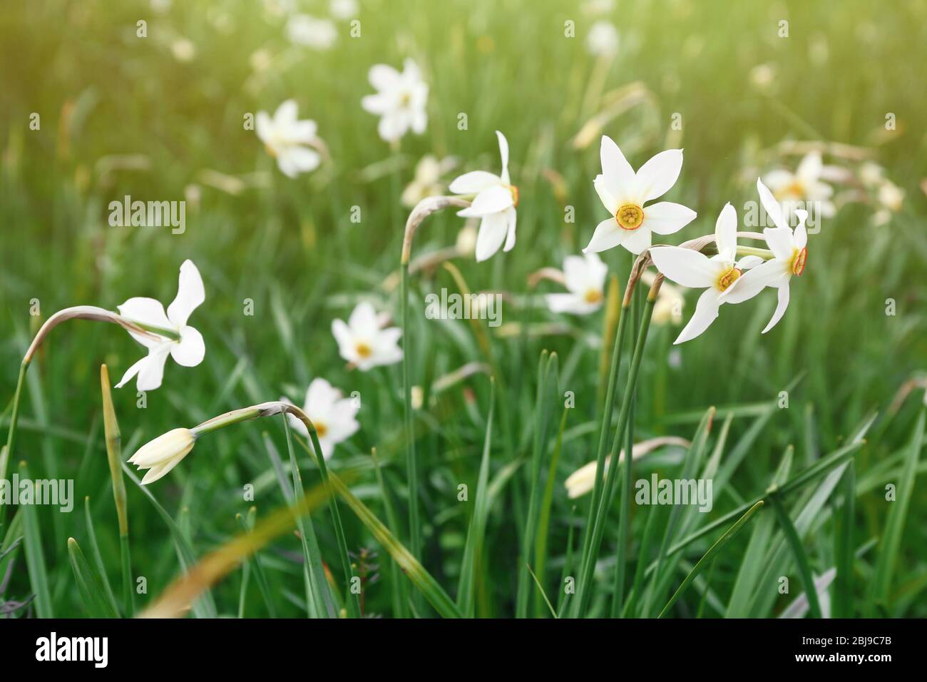 Beautiful daffodil flowers on meadow with sunlight Stock Photo - Alamy
