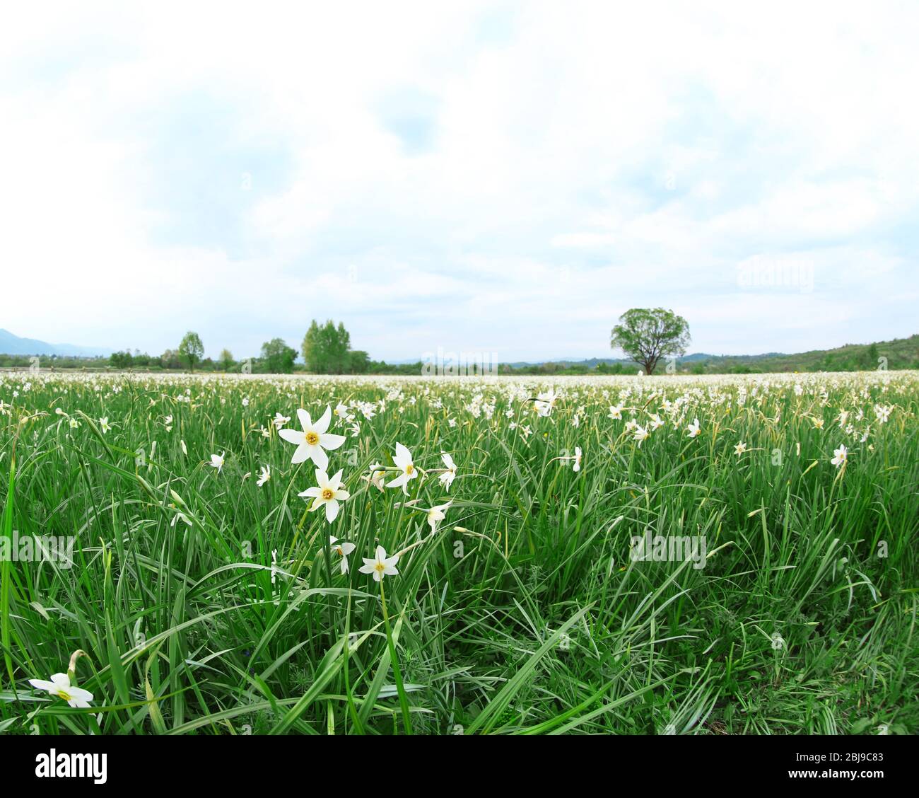 Beautiful daffodil flowers on meadow with sunlight Stock Photo - Alamy
