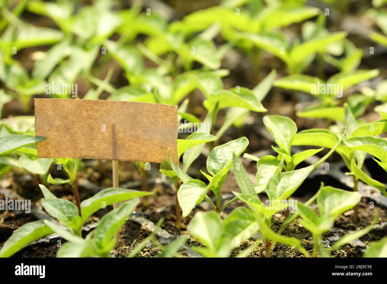 Young plants growing in greenhouse with nameplate Stock Photo - Alamy