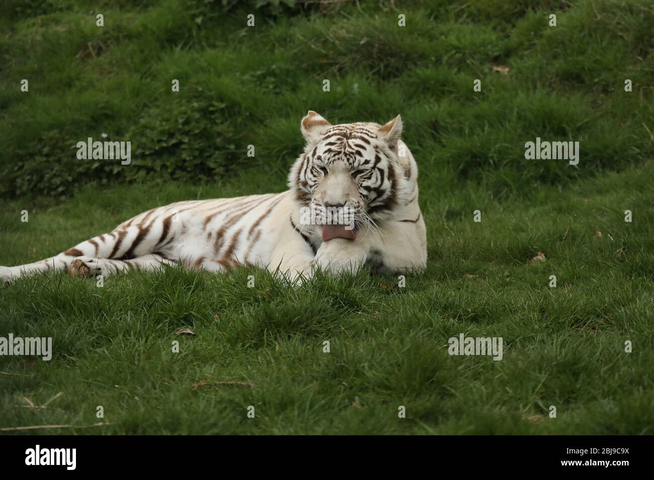 Majestic and powerful white captive tiger lying in the grass Stock Photo - Alamy