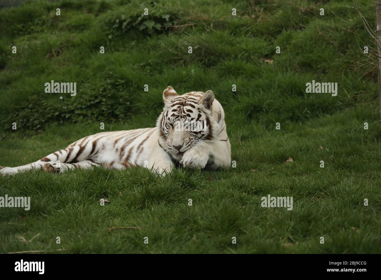 Majestic and powerful white captive tiger lying in the grass Stock ...