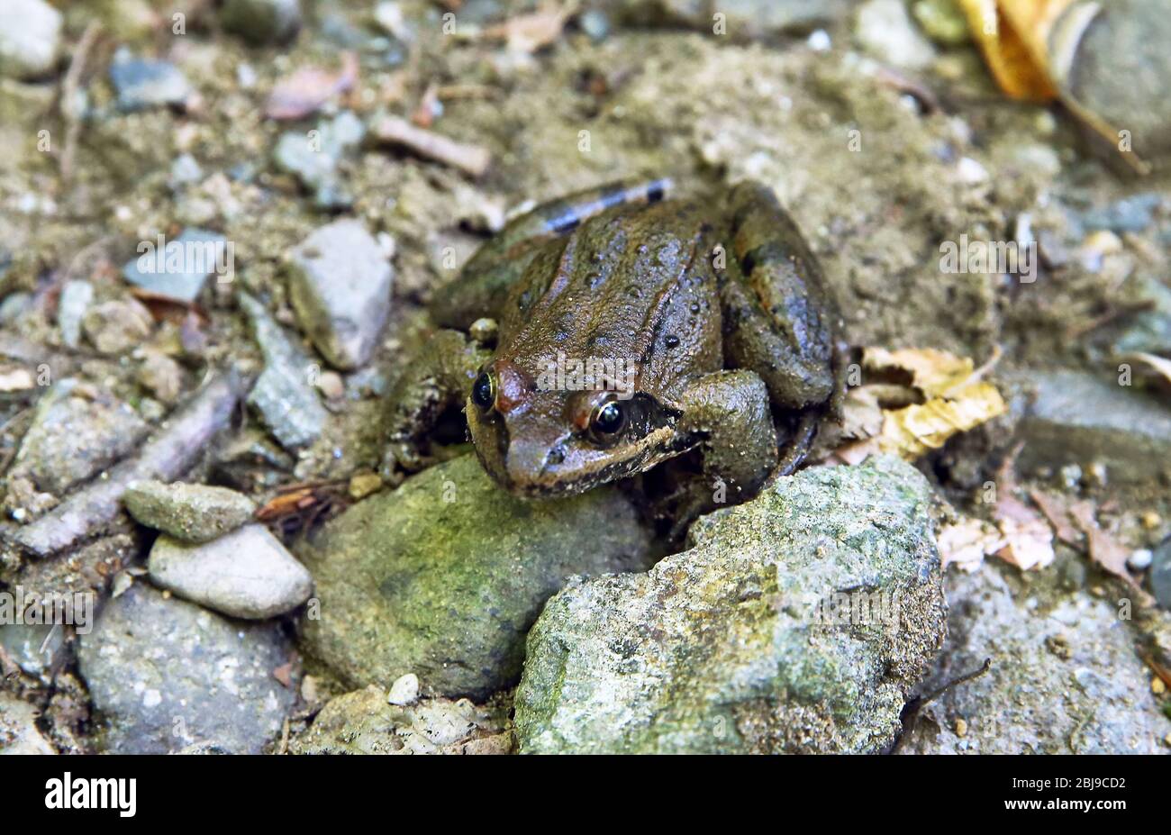 Frog sitting on Stone in River . wild frog on river stones . frog in a ...
