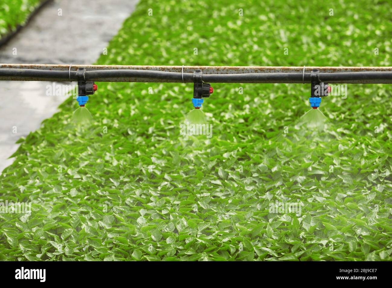 Greenhouse watering system in action Stock Photo - Alamy