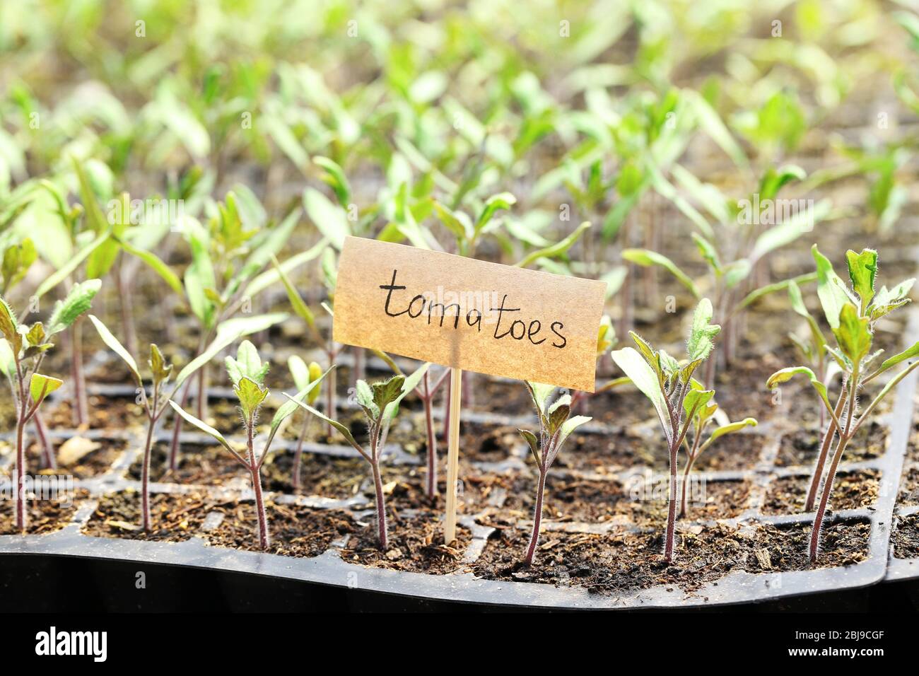 Young plants growing in greenhouse with nameplate Stock Photo - Alamy
