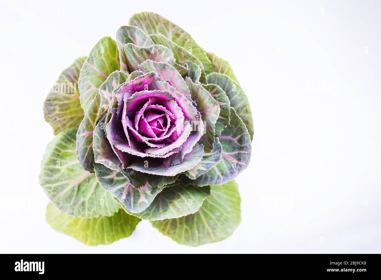 Close up photo of Kale or cabbage. Exotic flower in details, macro ...