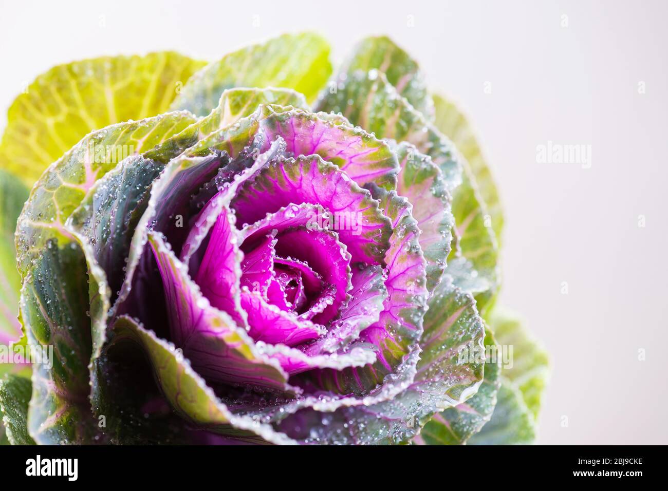 Kale flower hi-res stock photography and images - Alamy