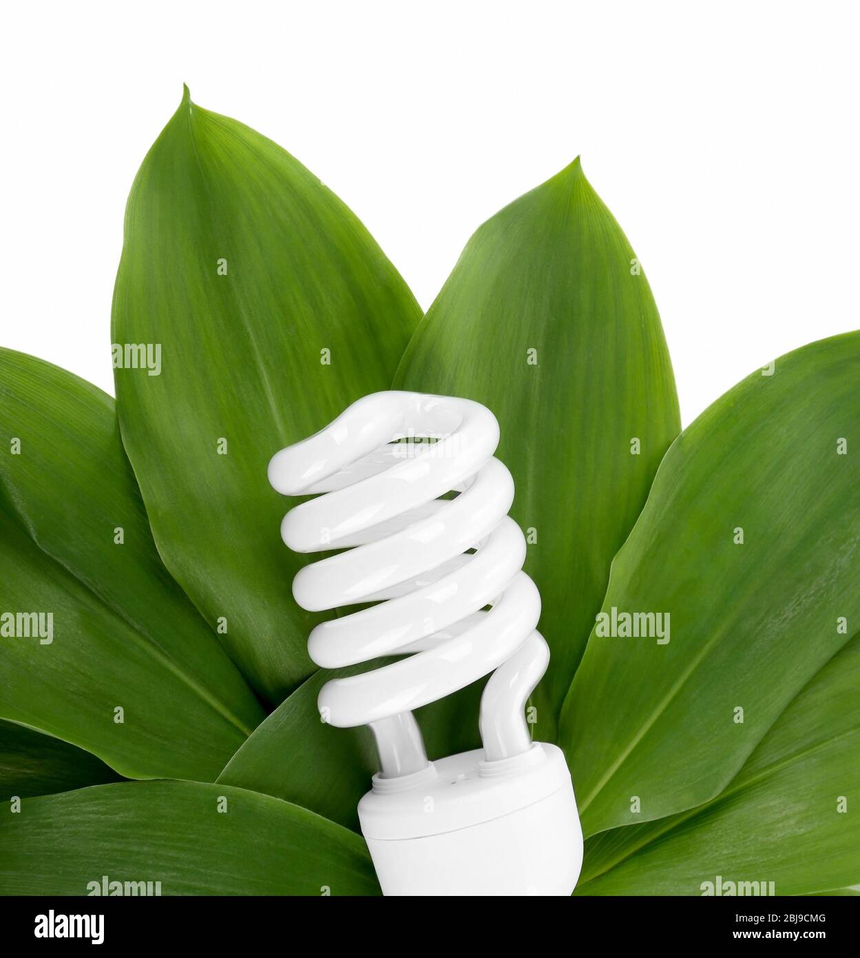Light bulb with leaves, isolated on white Stock Photo - Alamy