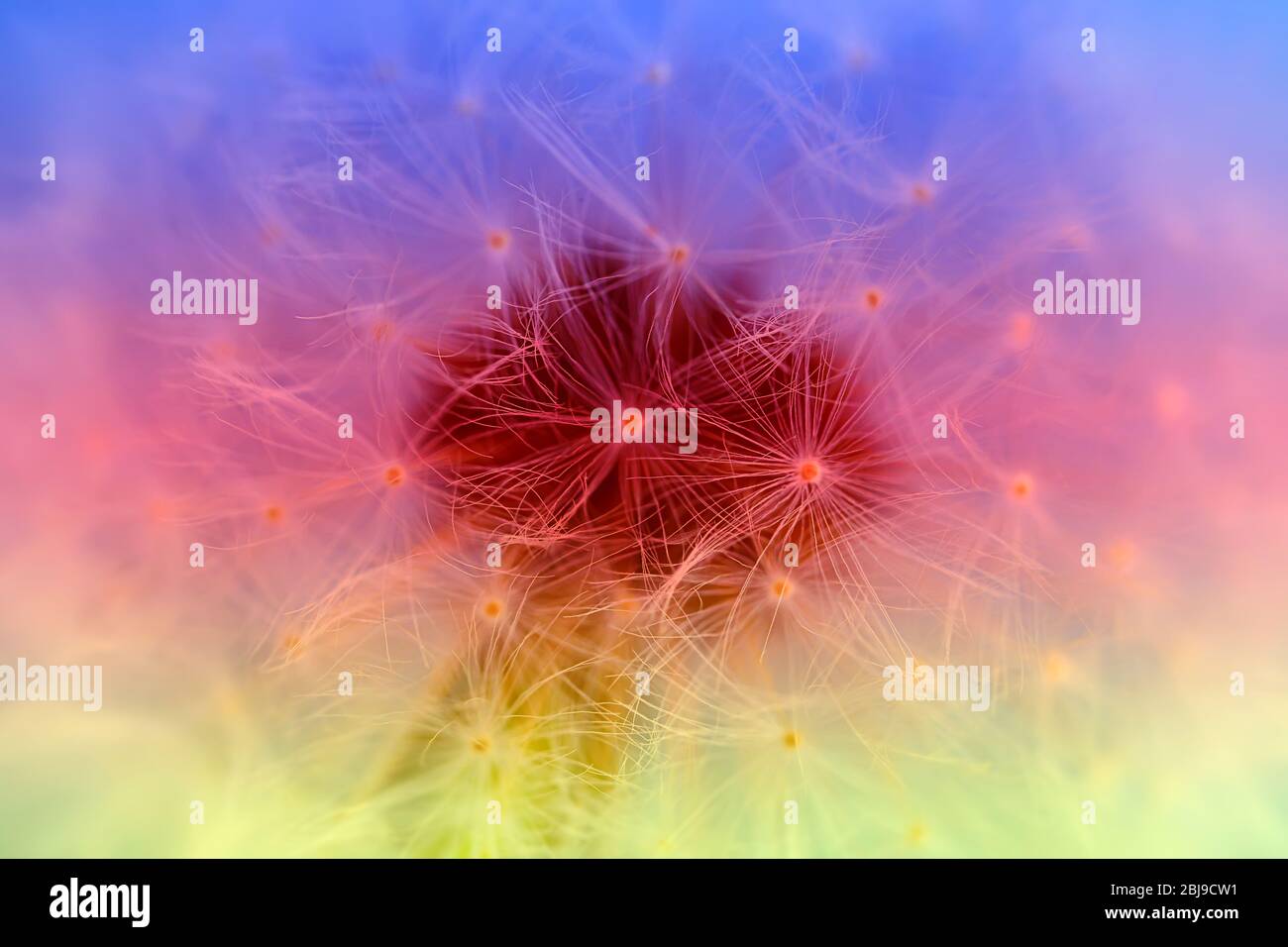Beautiful dandelion toned in color gradient, closeup Stock Photo - Alamy