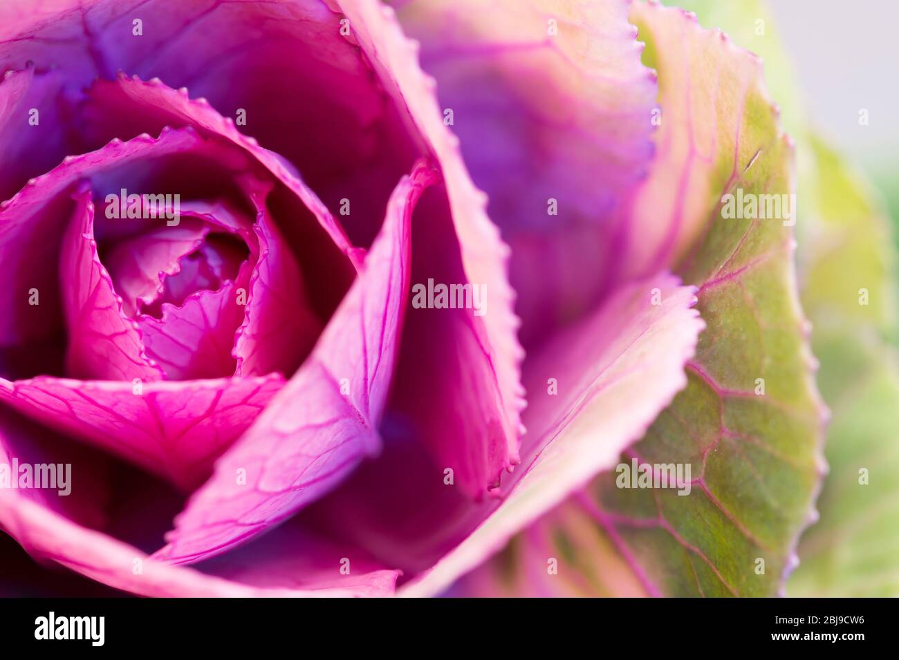 Close up photo of Kale or cabbage. Exotic flower in details, macro ...