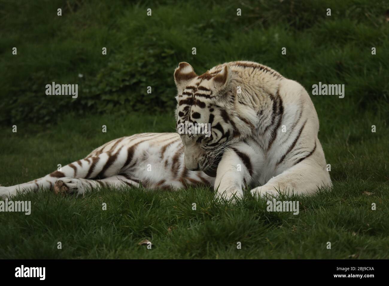 Majestic and powerful white captive tiger lying in the grass Stock ...
