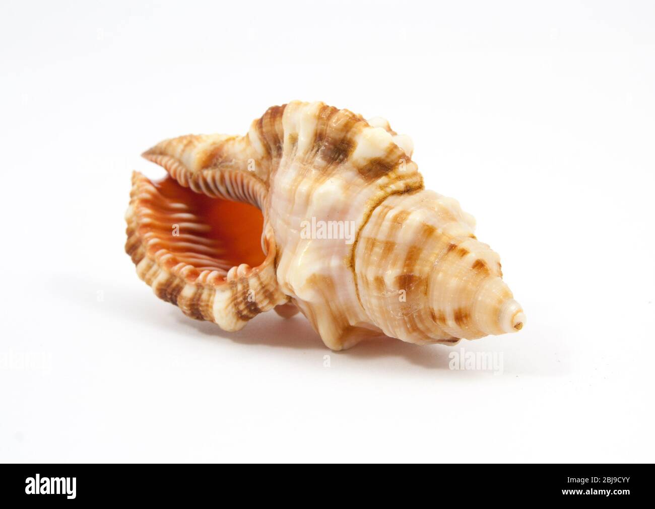 Seashell in close-up isolated on a white background Stock Photo - Alamy