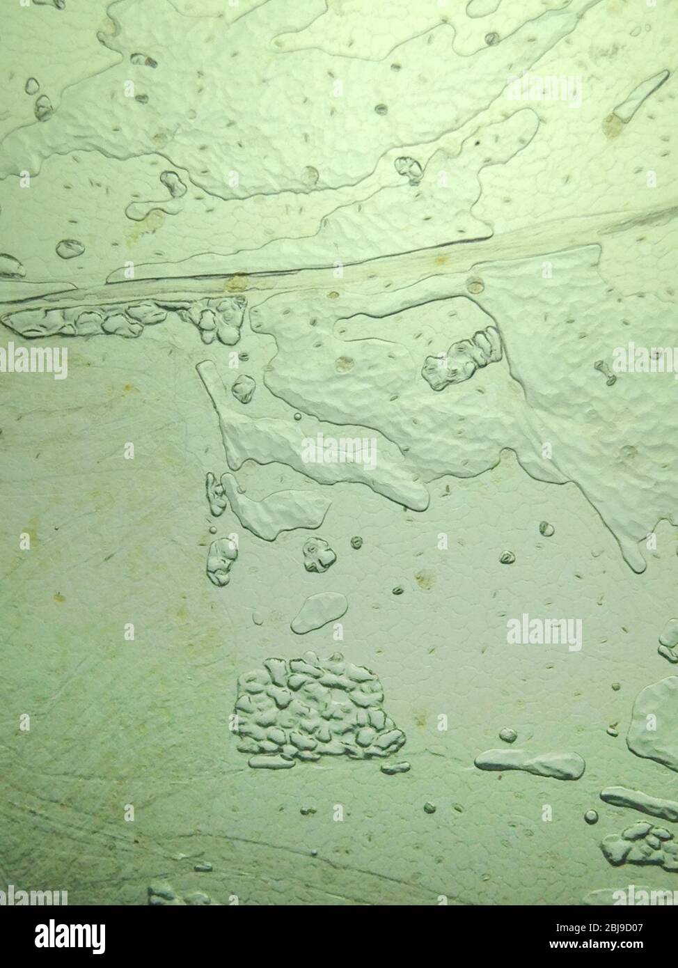 a microscopic view of the leaf surface showing plant cells Stock Photo ...