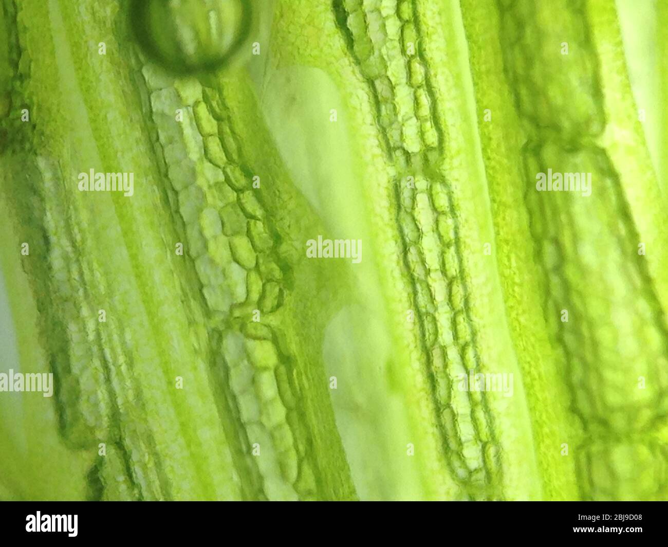 Beautiful zoom microorganism algae cell Stock Photo - Alamy
