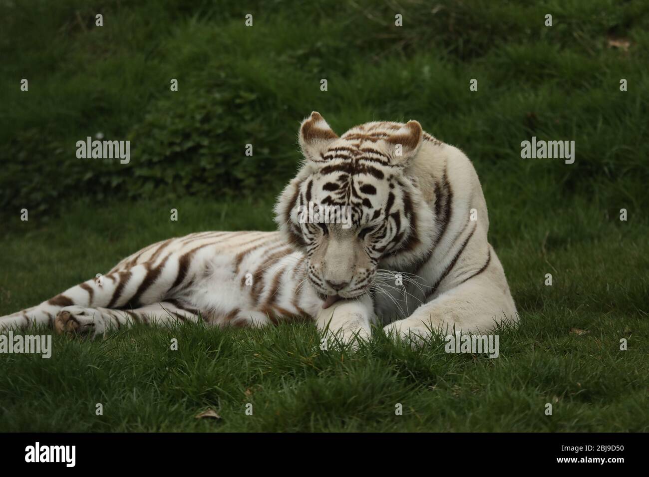 Majestic and powerful white captive tiger lying in the grass Stock ...